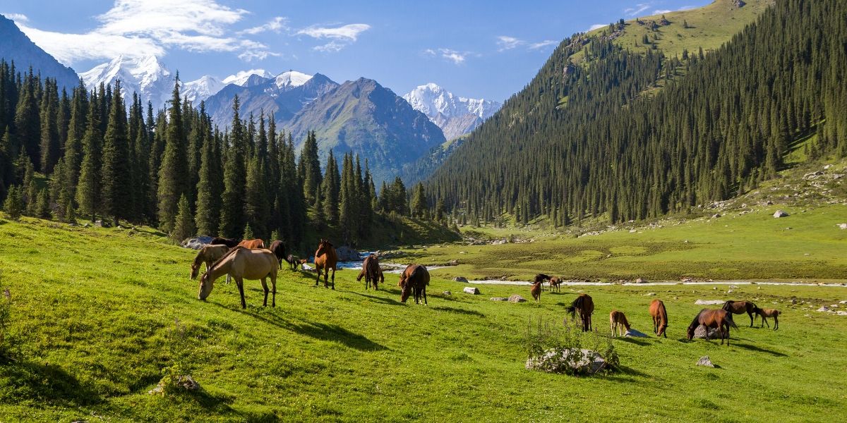 Kirgistan putovanje aranžmani cijene i iskustva 2020 | Jungle Tribe Kirgistan putovanje aranžmani cijene i iskustva 2020 | Jungle Tribe